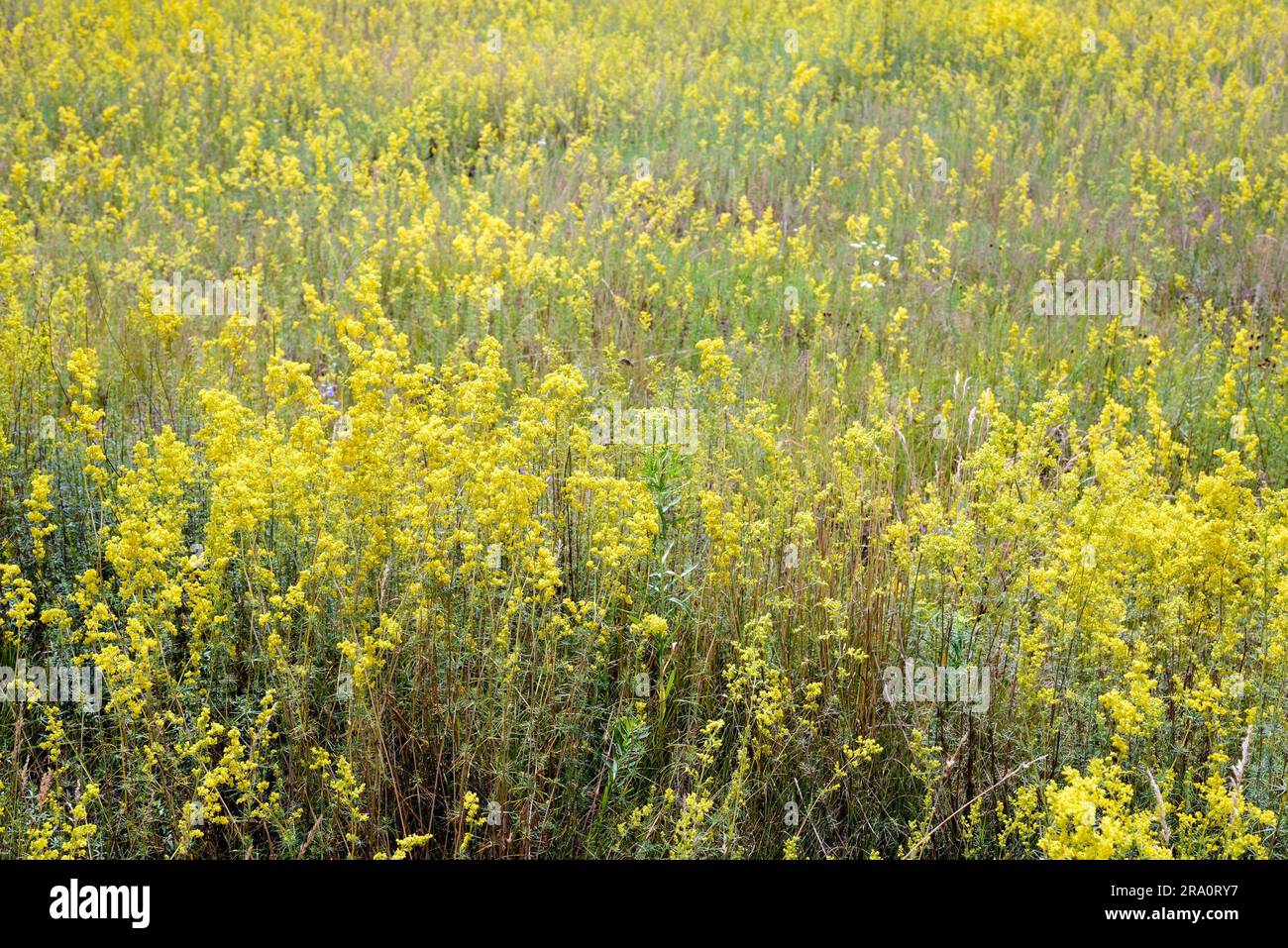 Yellow flowers, also known as lady's bedstraw (Galium verum) or yellow ...