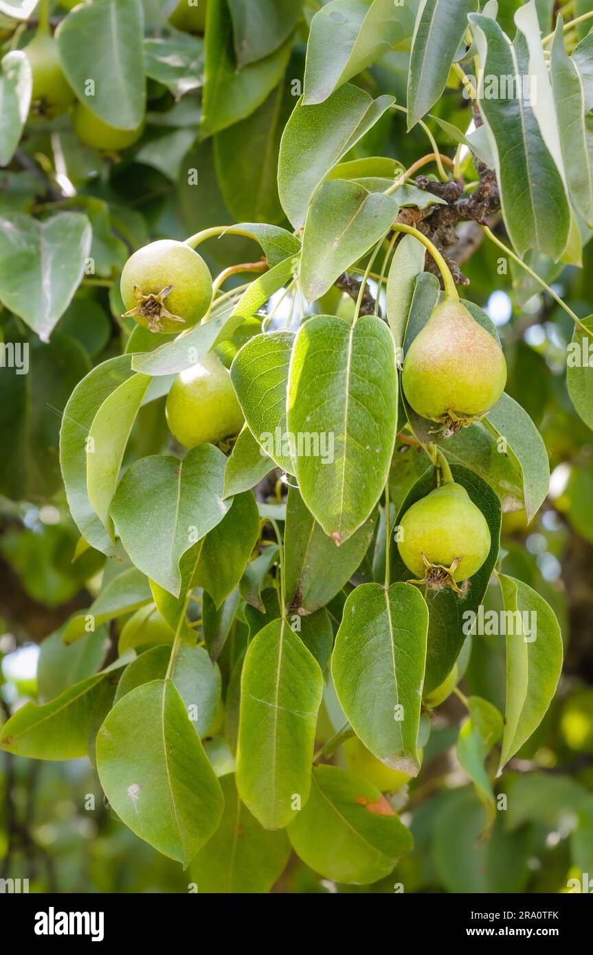 Fresh green pears hi-res stock photography and images - Alamy