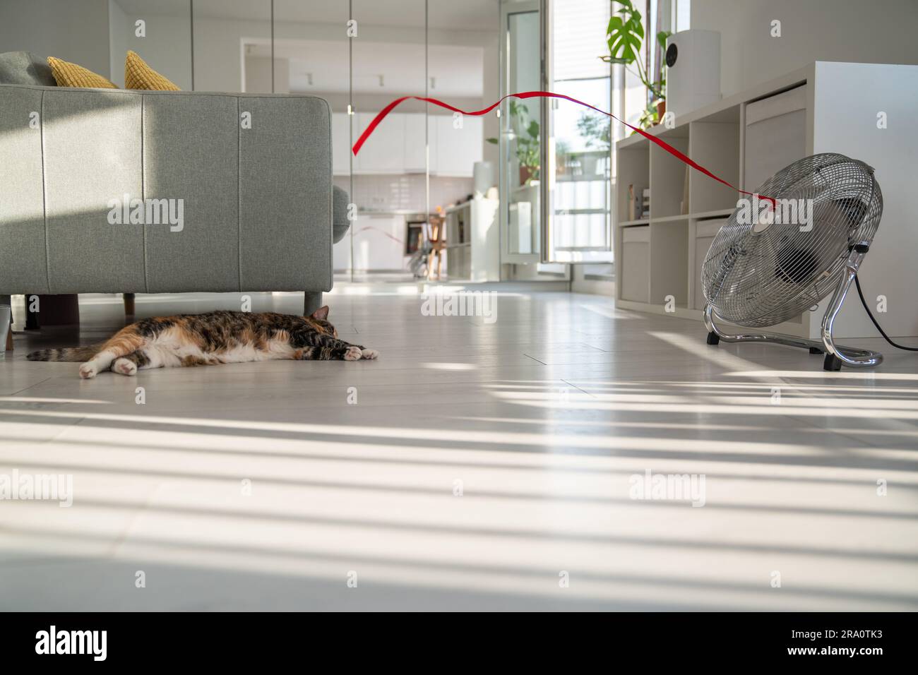 Summer heat and pet at home. Domestic cat lying on the floor, escapes ...