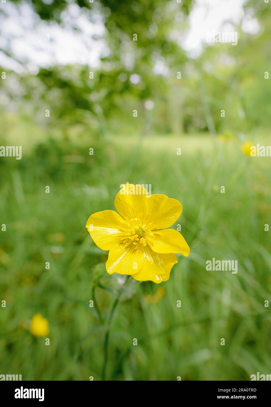 Yellow Ranunculus Repens, also called Buttercup, in the meadow, under ...