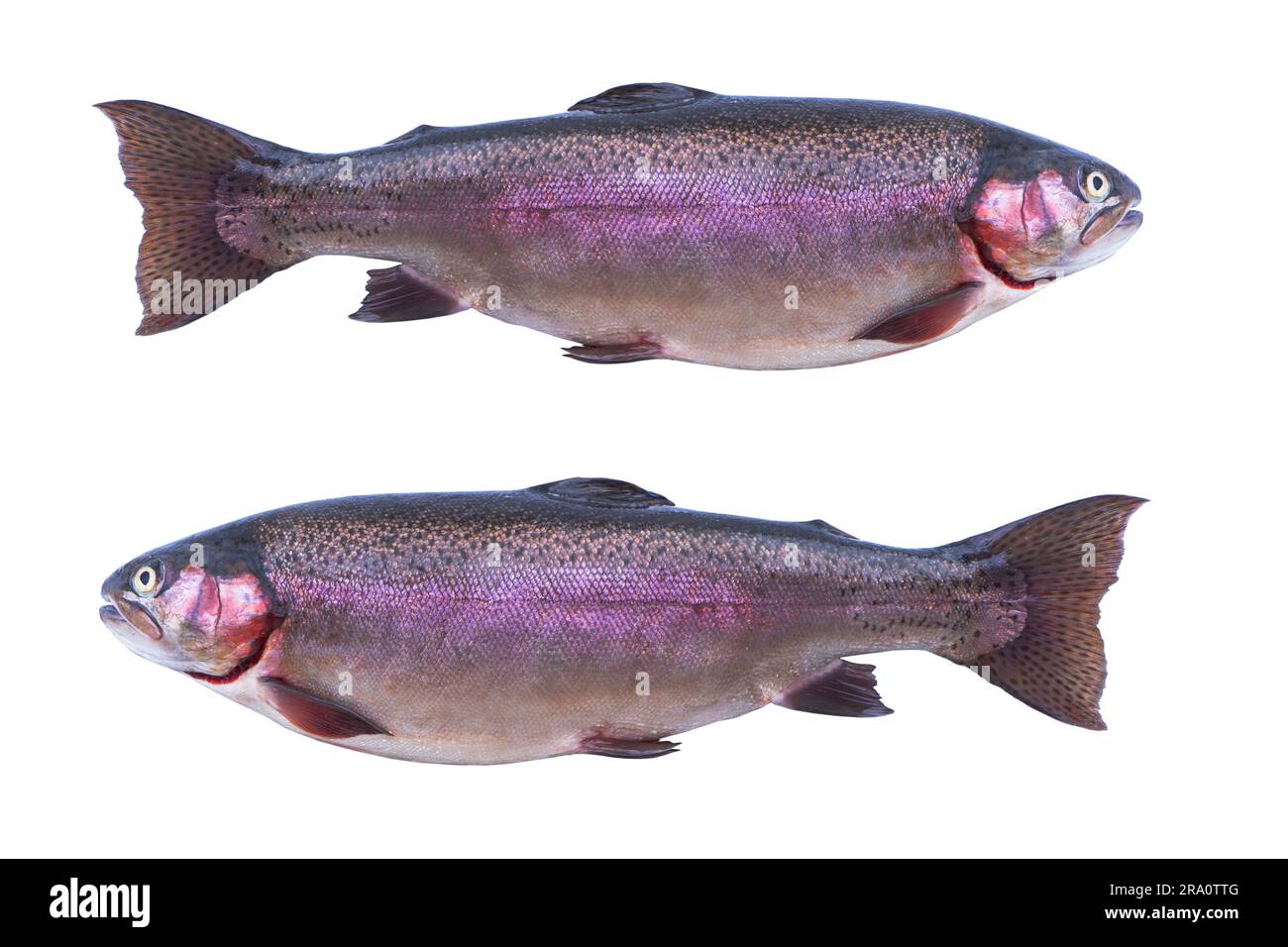 Rainbow trout fish isolated on white background. Fresh wild trout ...
