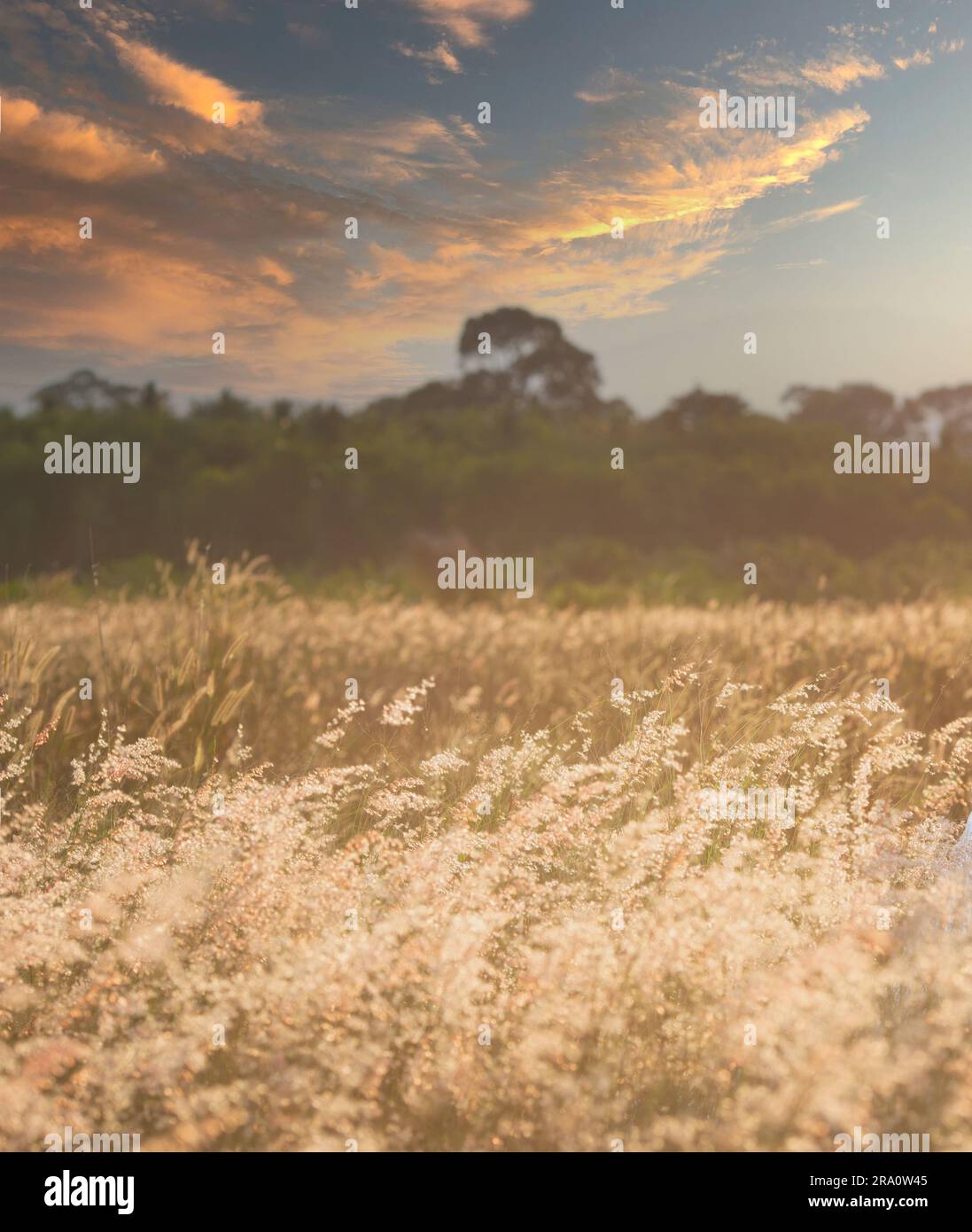 Golden meadows hi-res stock photography and images - Alamy