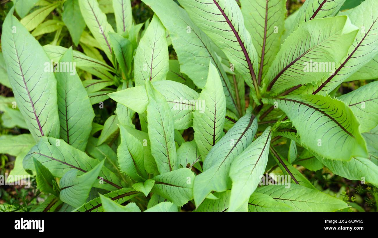 Japanese chicory hi-res stock photography and images - Alamy