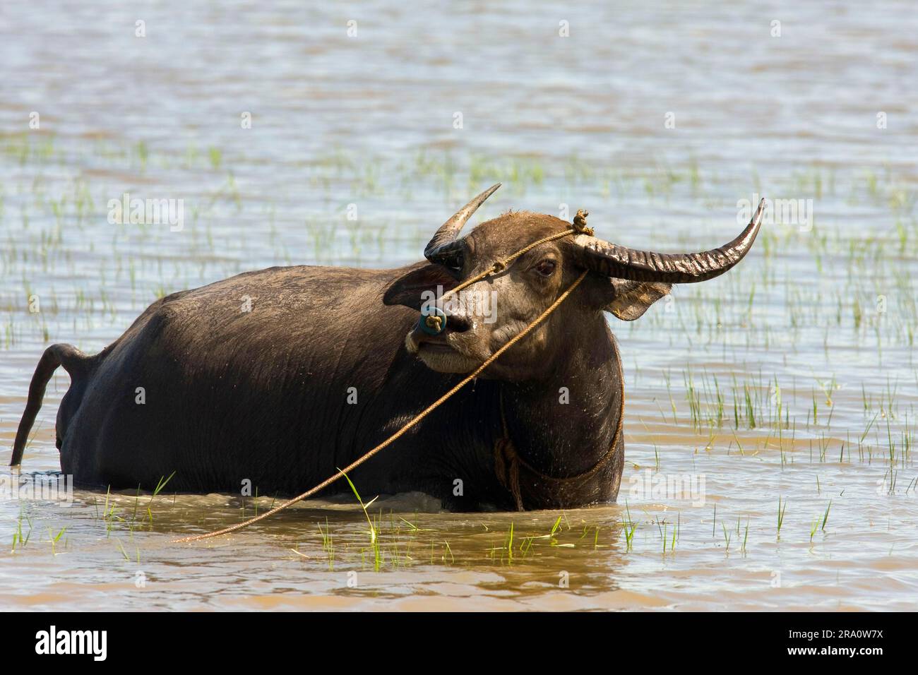 Water buffalo (Bubalus arnee), Langkawi Island, Kerabau, buffalo, House ...