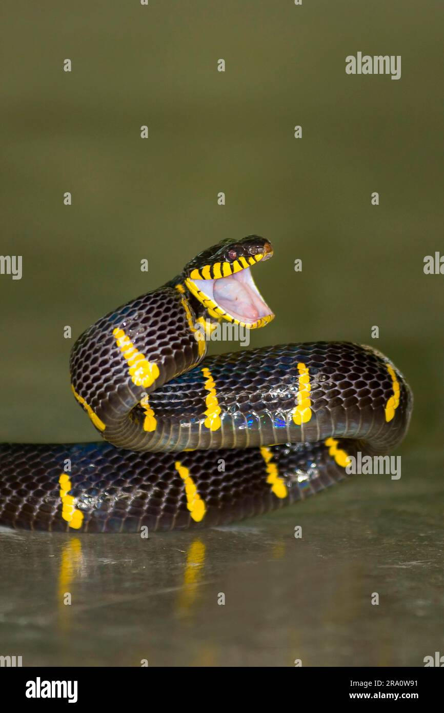 Gold ringed cat snake (Boiga dendrophila Stock Photo - Alamy