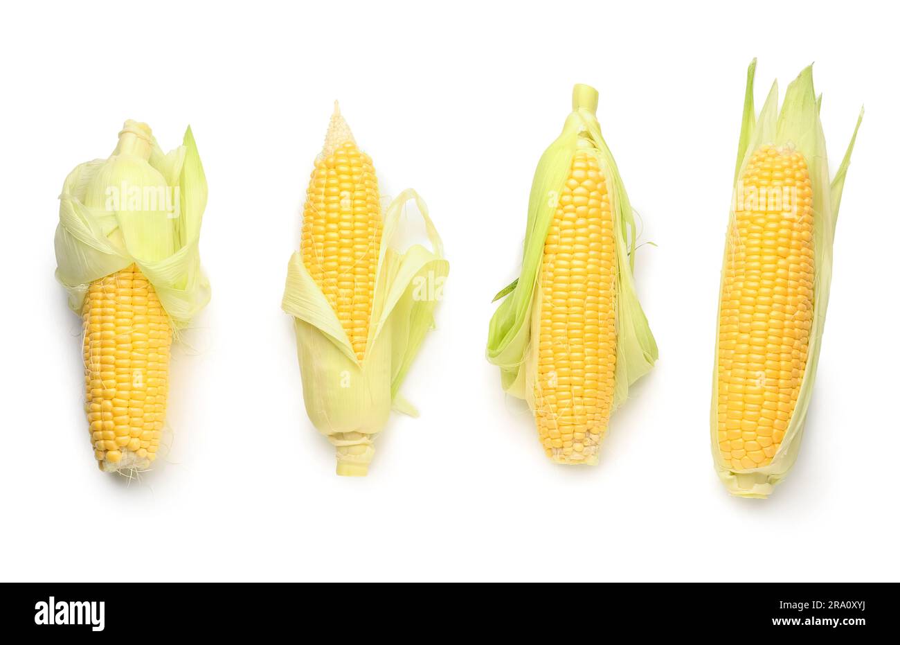 Many fresh corn cobs on white background Stock Photo - Alamy