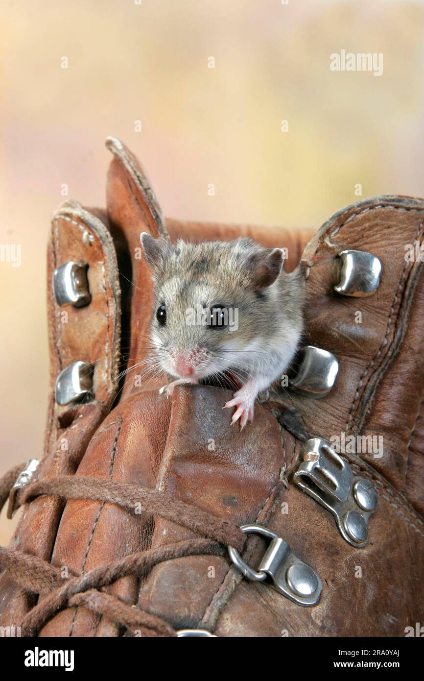 Chinese Dwarf Hamsters