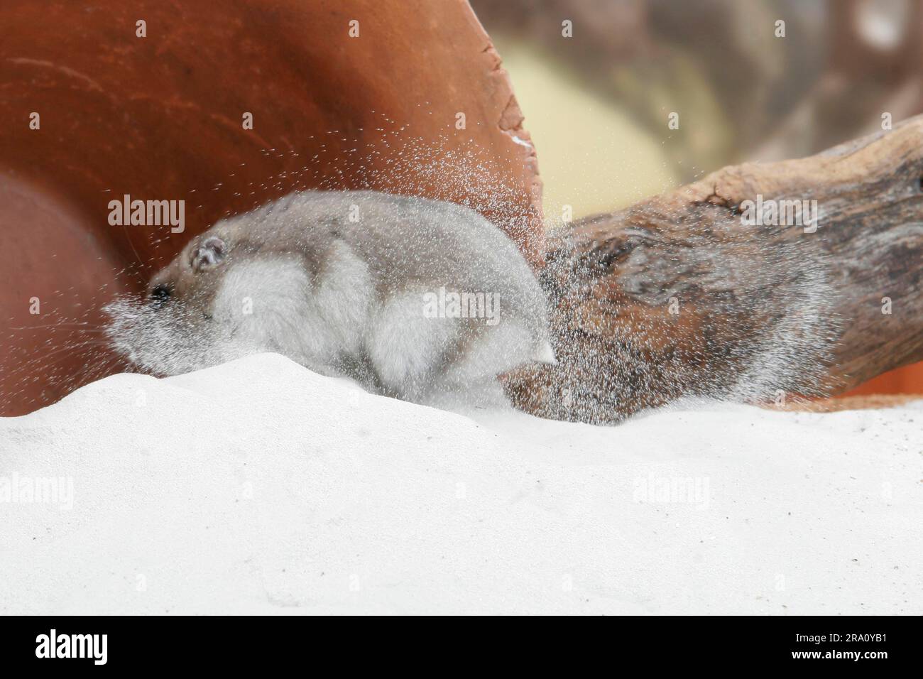 Russian Dwarf Hamster digging in sand (Phodopus sungorus Stock Photo ...
