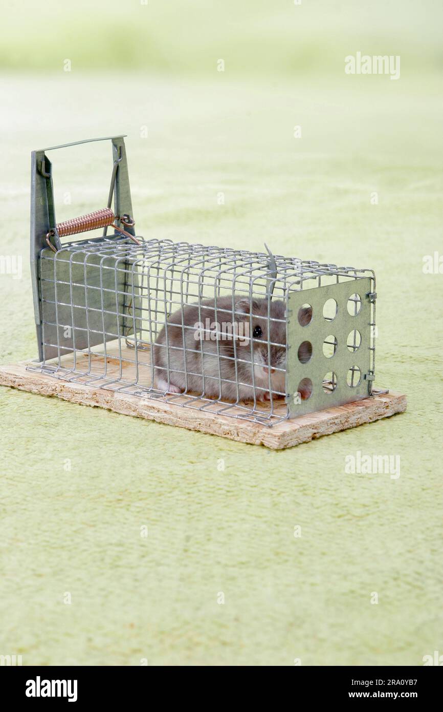 Russian Dwarf Hamster in trap (Phodopus sungorus), live catch trap ...