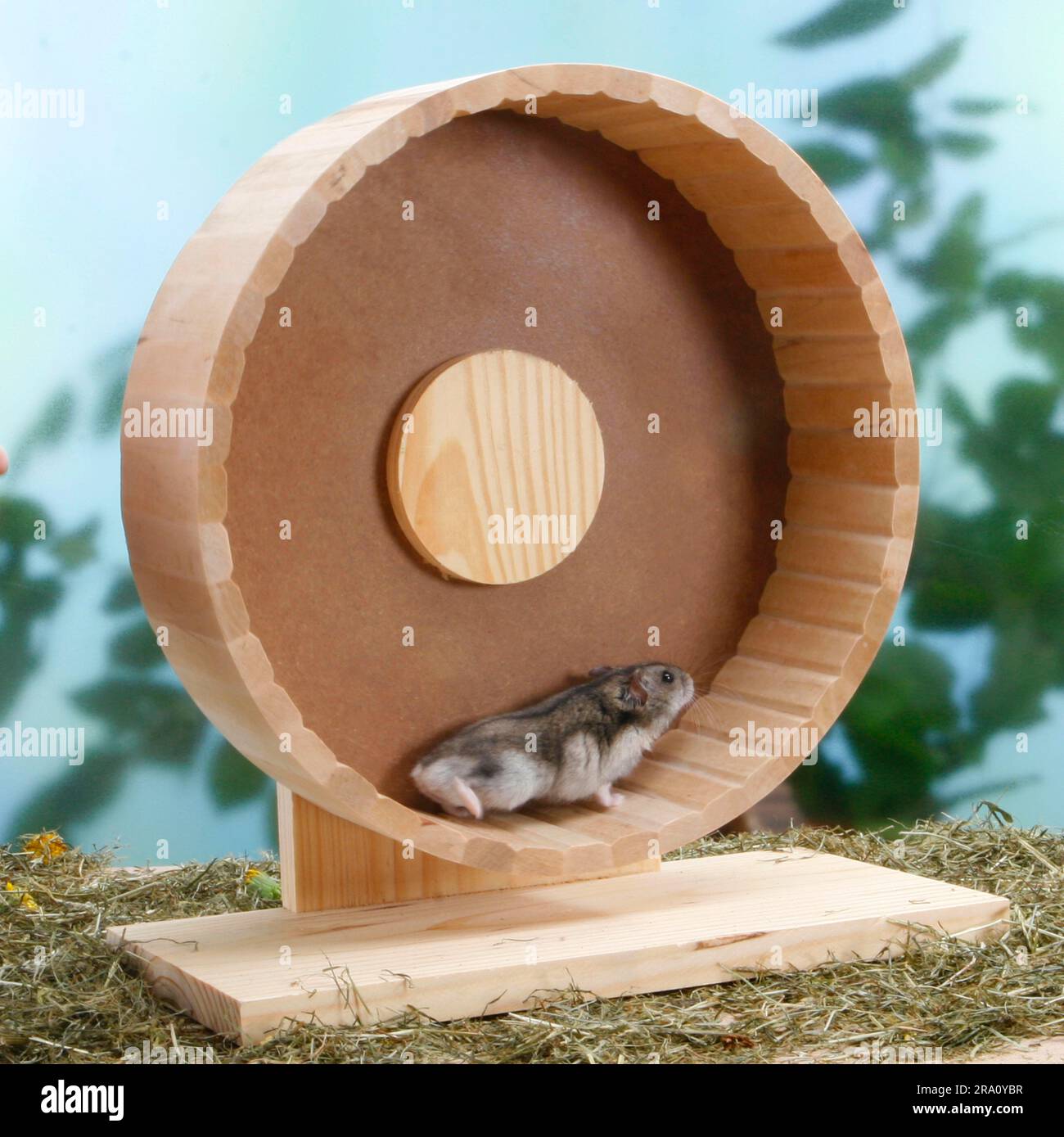 Hamster wheel hi-res stock photography and images - Alamy