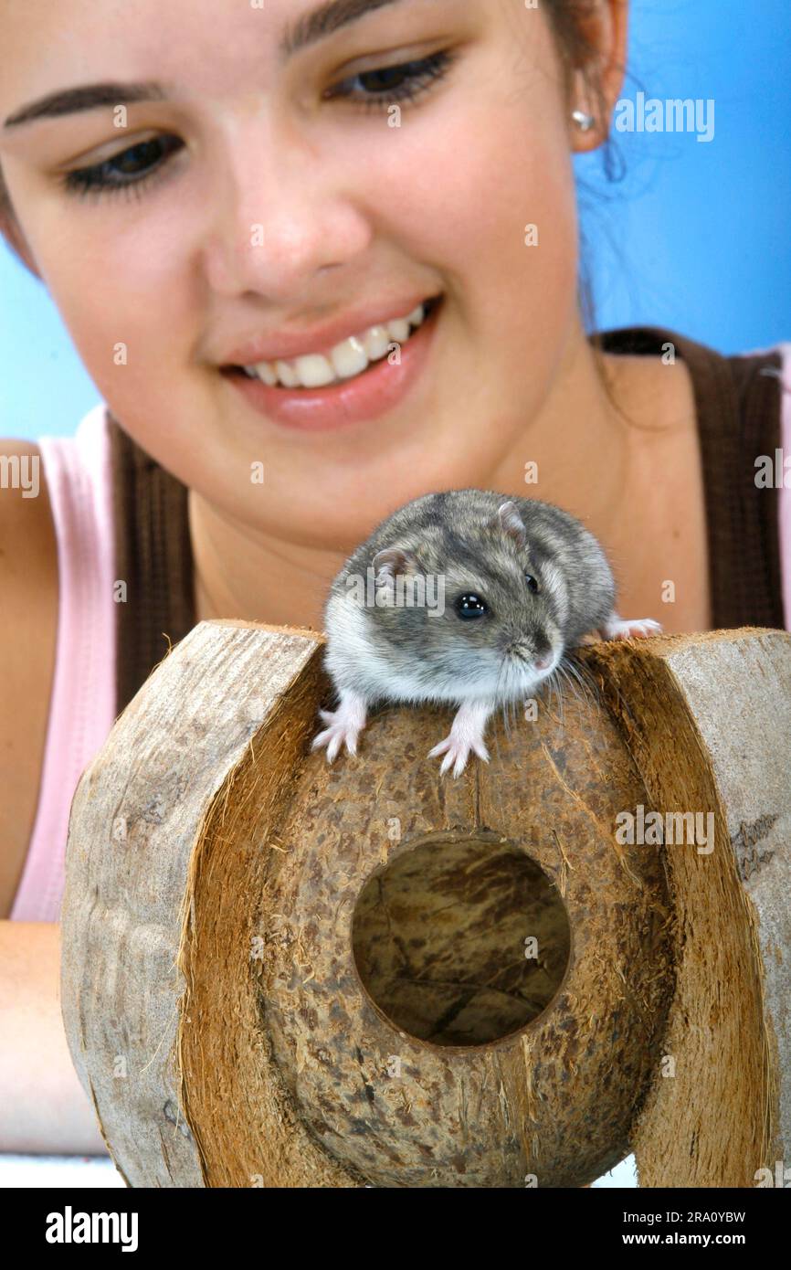 Girl watching Russian Dwarf Hamster (Phodopus sungorus Stock Photo - Alamy