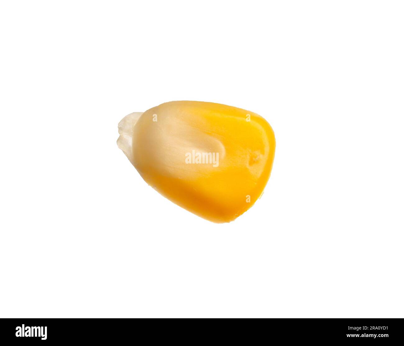 Fresh corn seed on white background Stock Photo - Alamy