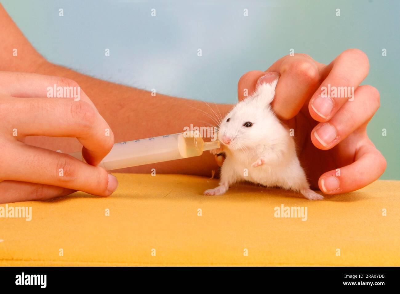 Russian Dwarf Hamster getting medicine (Phodopus sungorus), syringe ...
