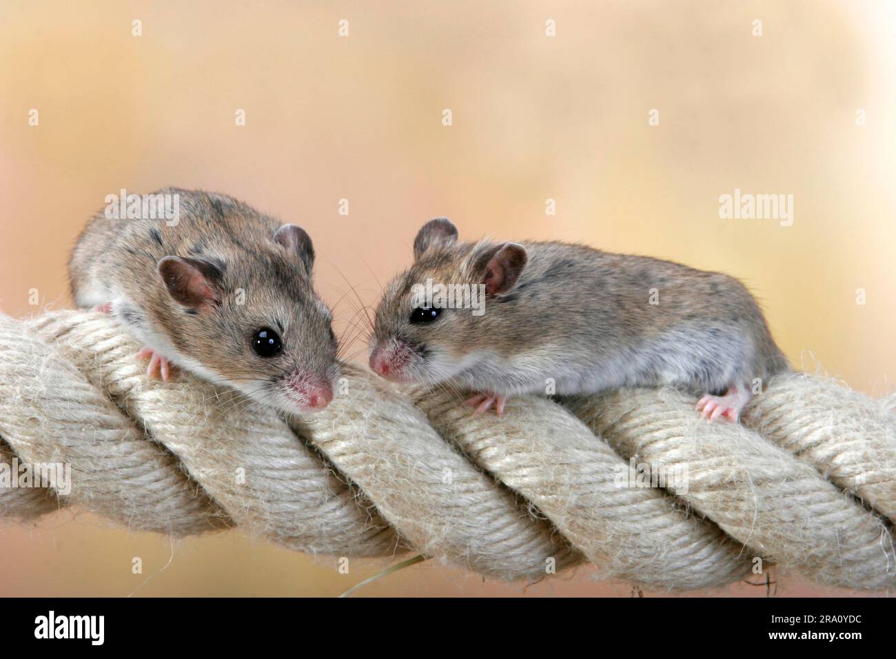 Chinese Dwarf Hamster on Dew (Cricetulus griseus), Chinese Striped ...