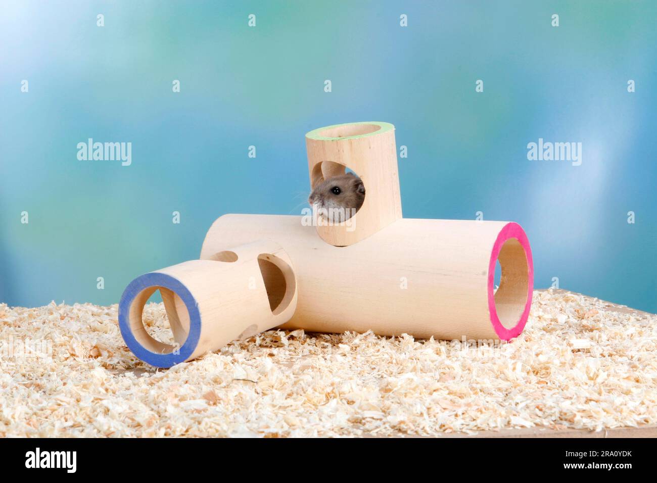 Russian Dwarf Hamster (Phodopus sungorus), toy Stock Photo - Alamy