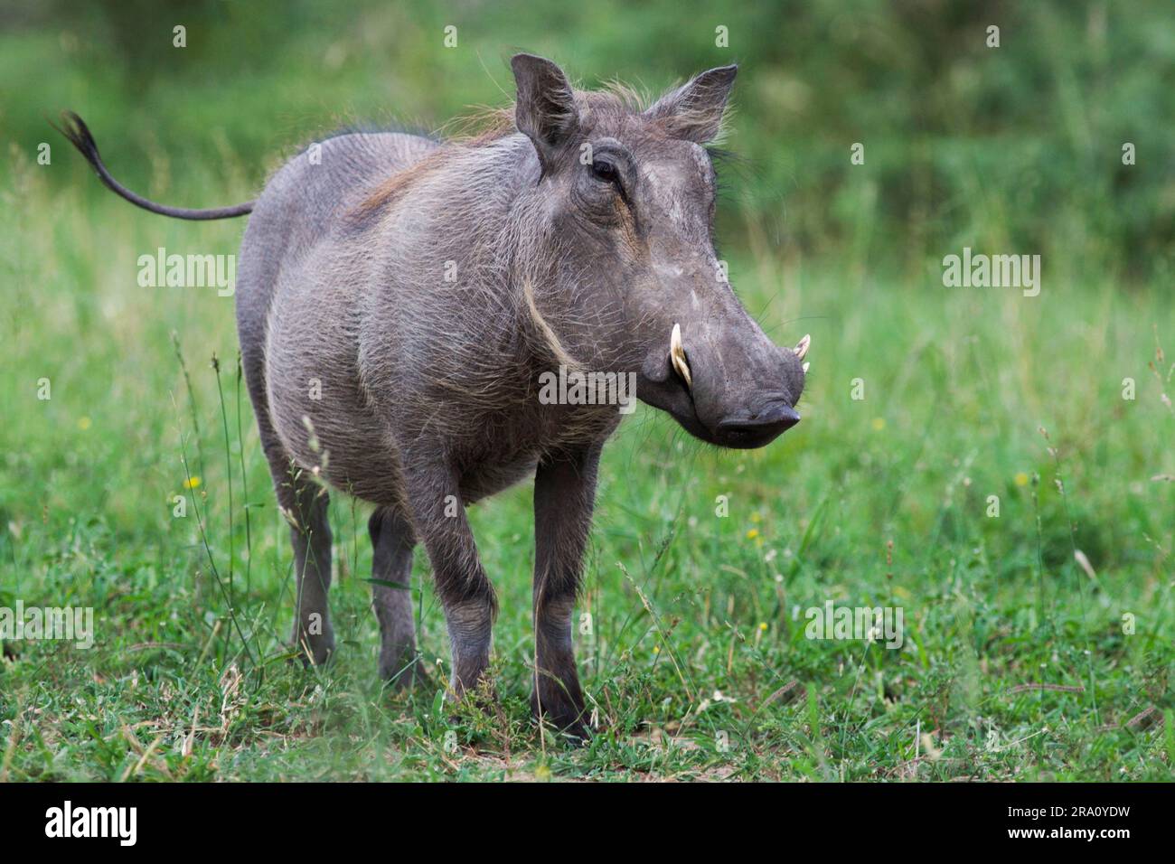 Warthog figure hi-res stock photography and images - Alamy