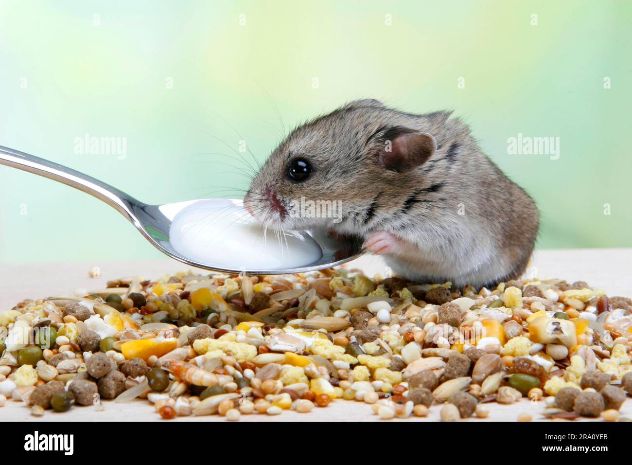 Chinese Hamster getting yoghurt from spoon (Cricetulus barabensis ...