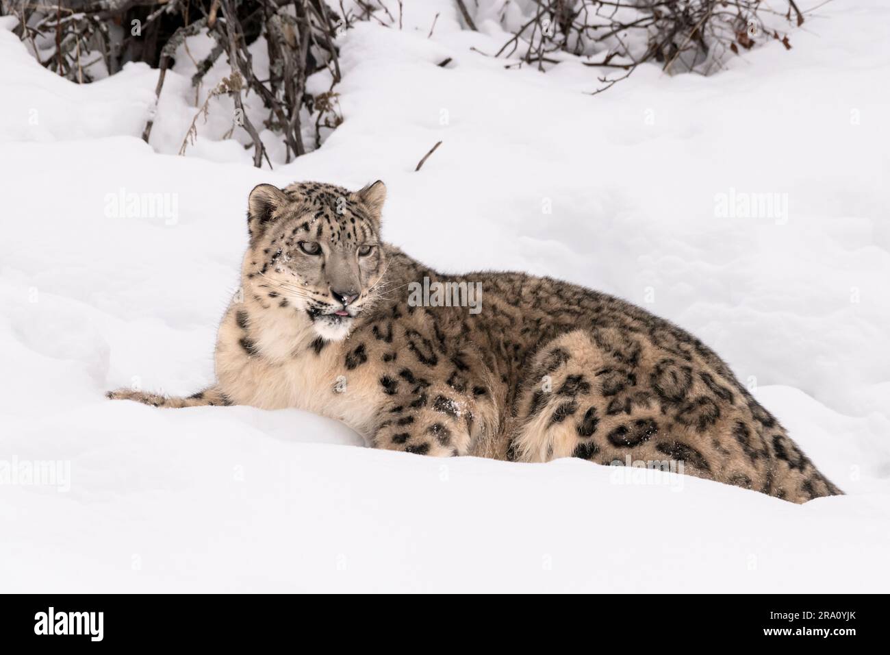 Central and South Asia; Mountains; Winter; Wildlife; Camouflage ...