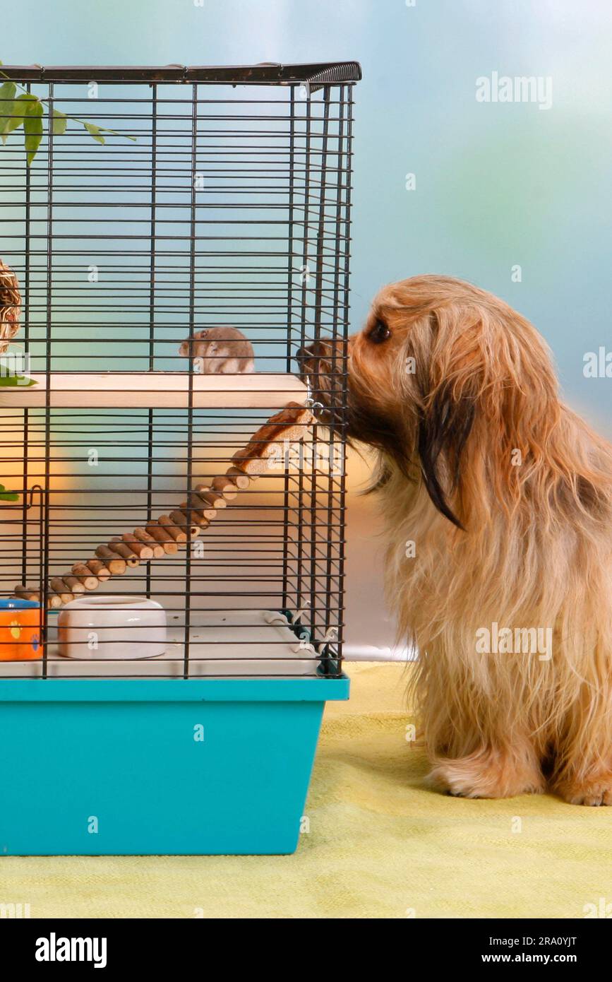 Hamster cage hi-res stock photography and images - Alamy