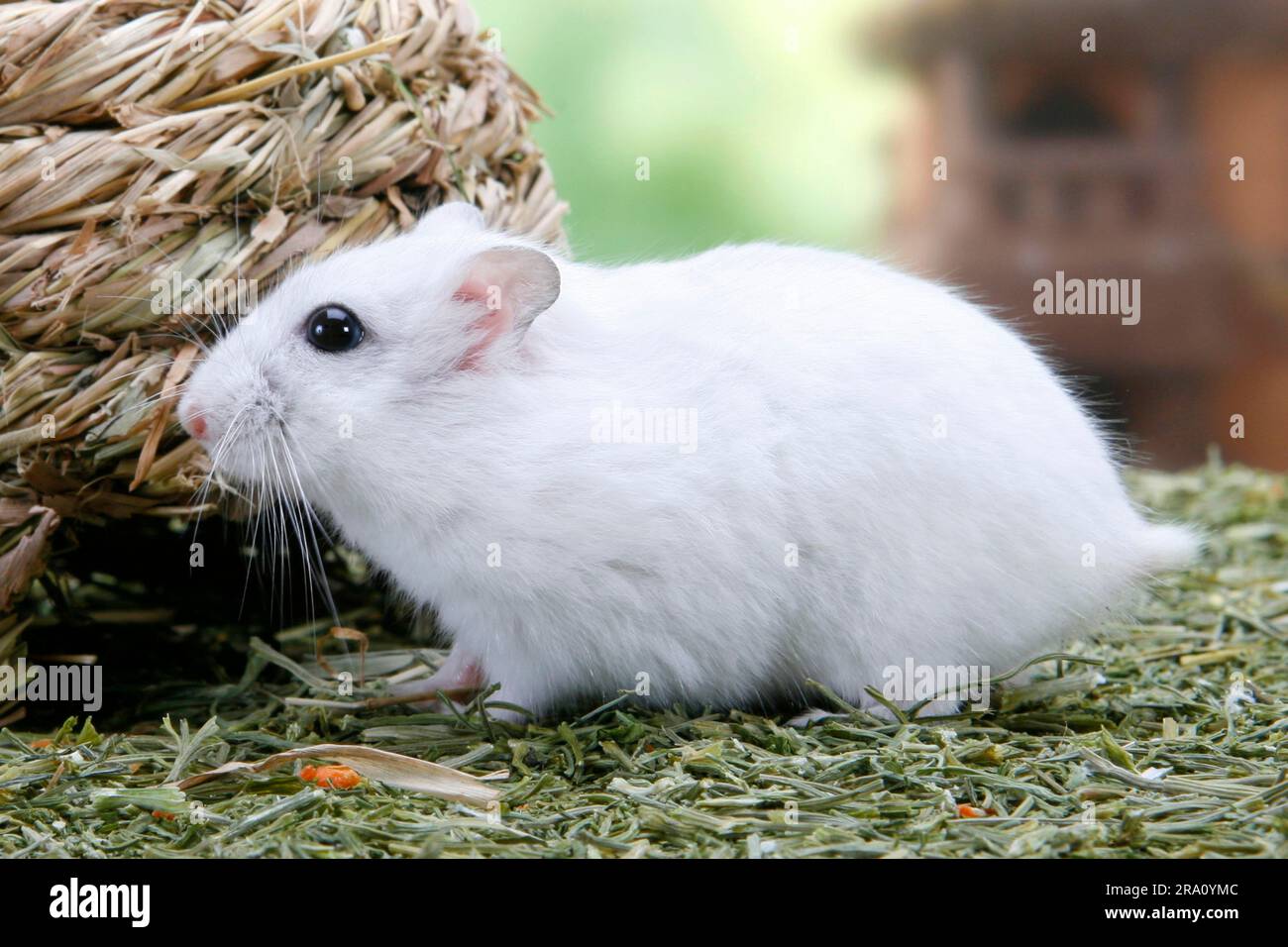 Russian Dwarf Hamster (Phodopus sungorus), side Stock Photo - Alamy