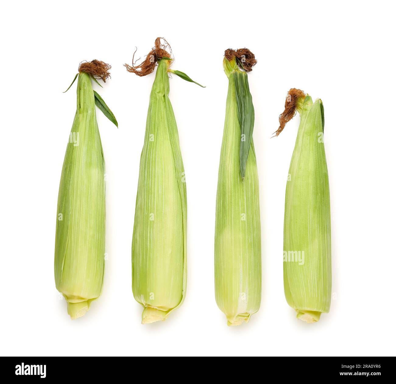 Fresh corn cobs on white background Stock Photo - Alamy