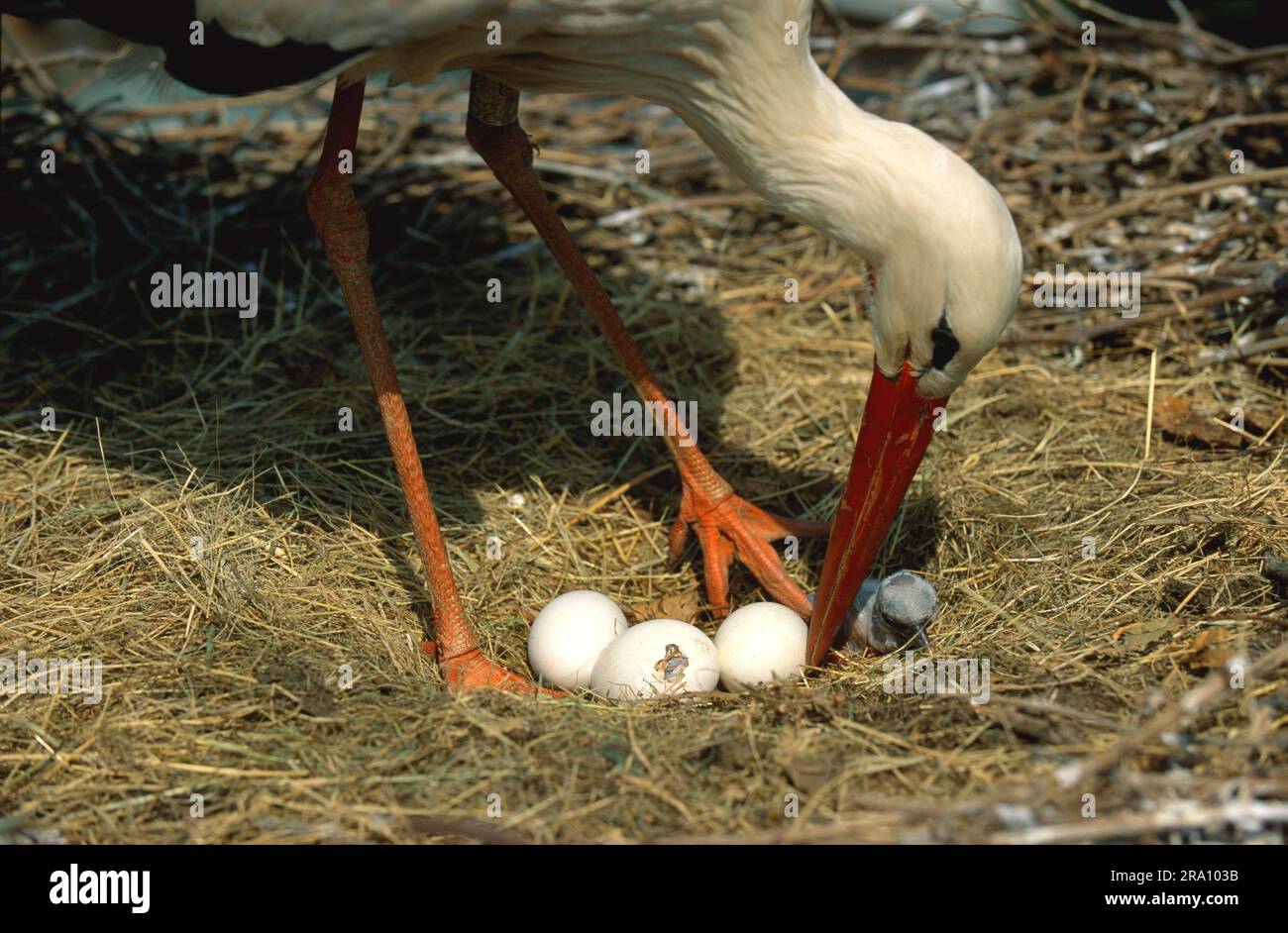 Chick hatch egg hi-res stock photography and images - Alamy