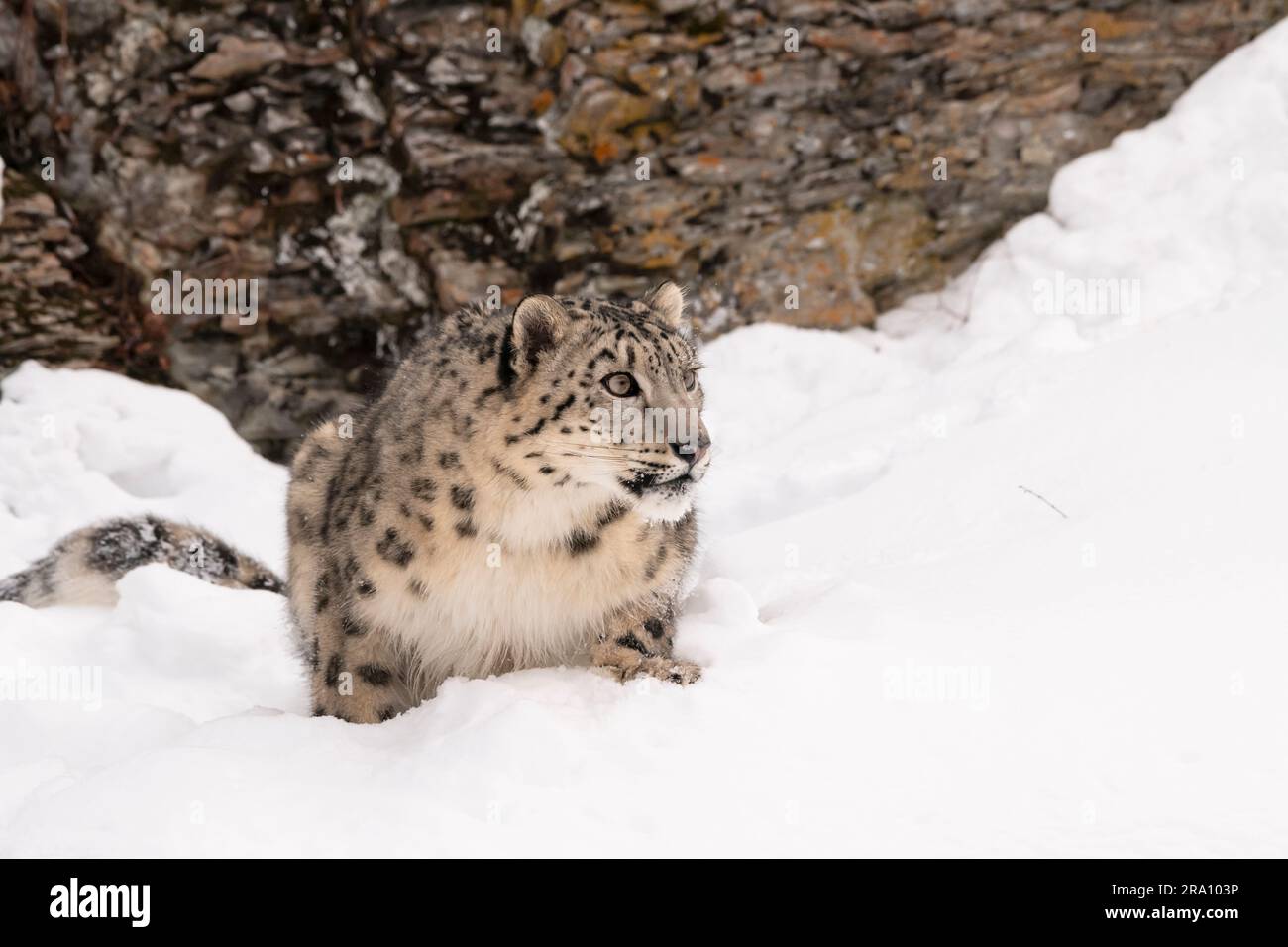 Captive zoo hi-res stock photography and images - Alamy