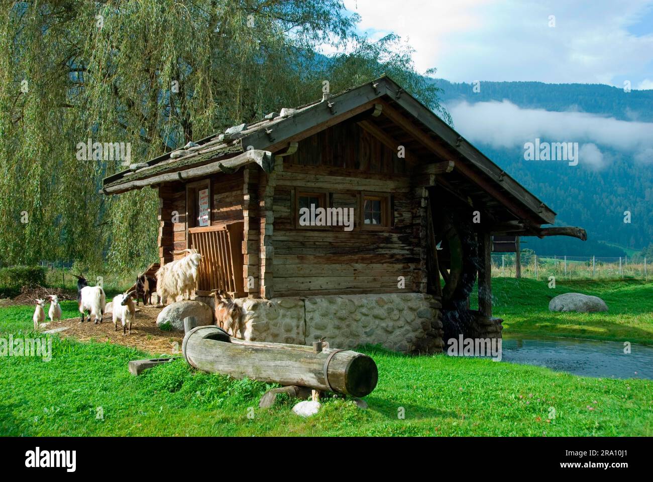 Feeding station for goats, domestic goat, water wheel, open-air museum ...