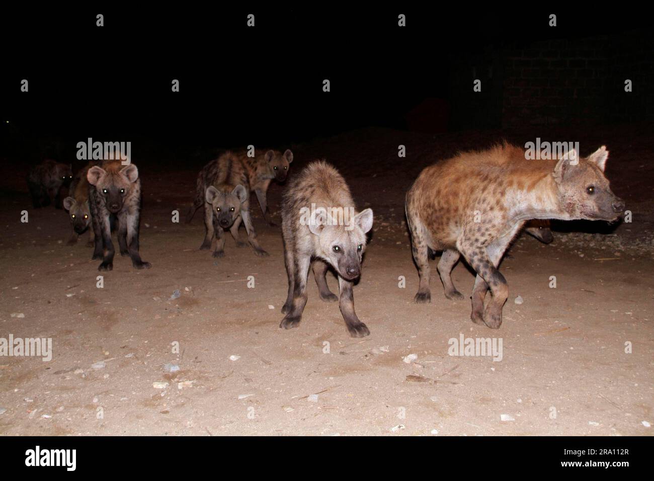 Spotted hyenas at night, Harar, spotted hyena, Harrar, hyena, Ethiopia ...