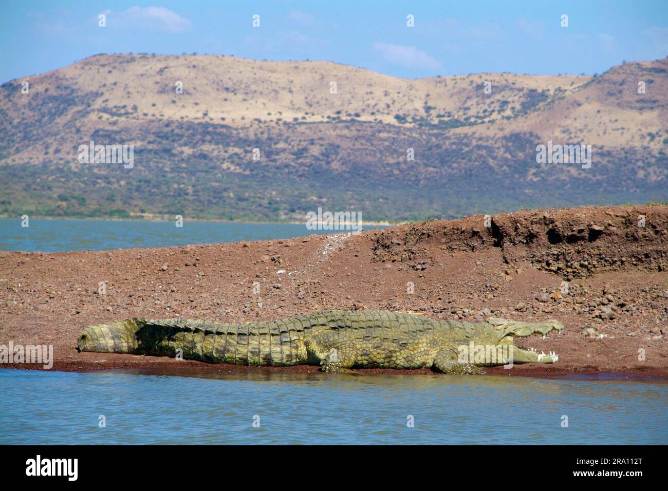 Nilotic crocodile, Lake Chamo, southern Ethiopia (Crocodylus niloticus ...