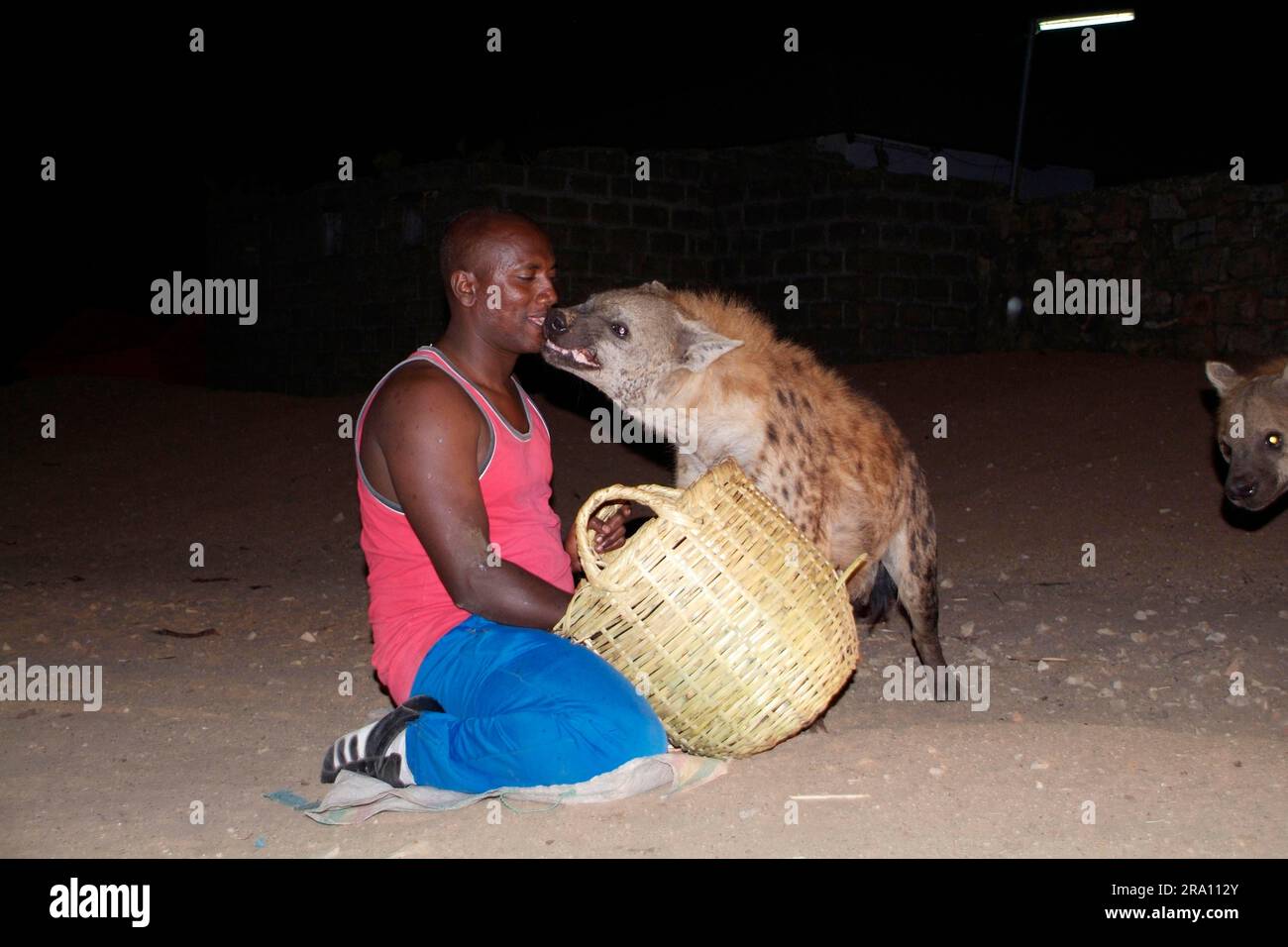 Man with spotted hyena at night, Harar, spotted hyena, Harrar, hyena ...