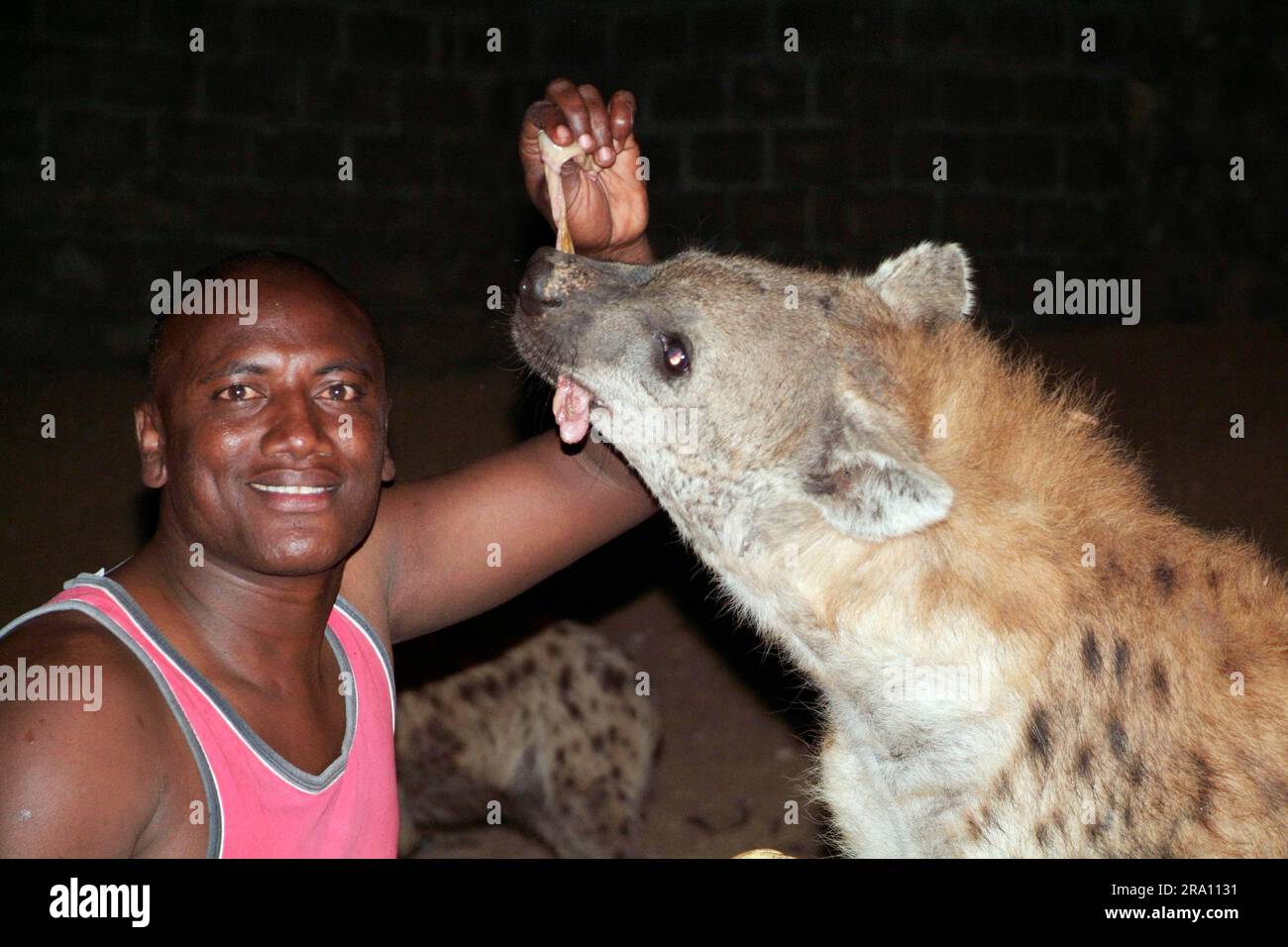 Man with spotted hyena at night, Harar, spotted hyena, Harrar, hyena ...