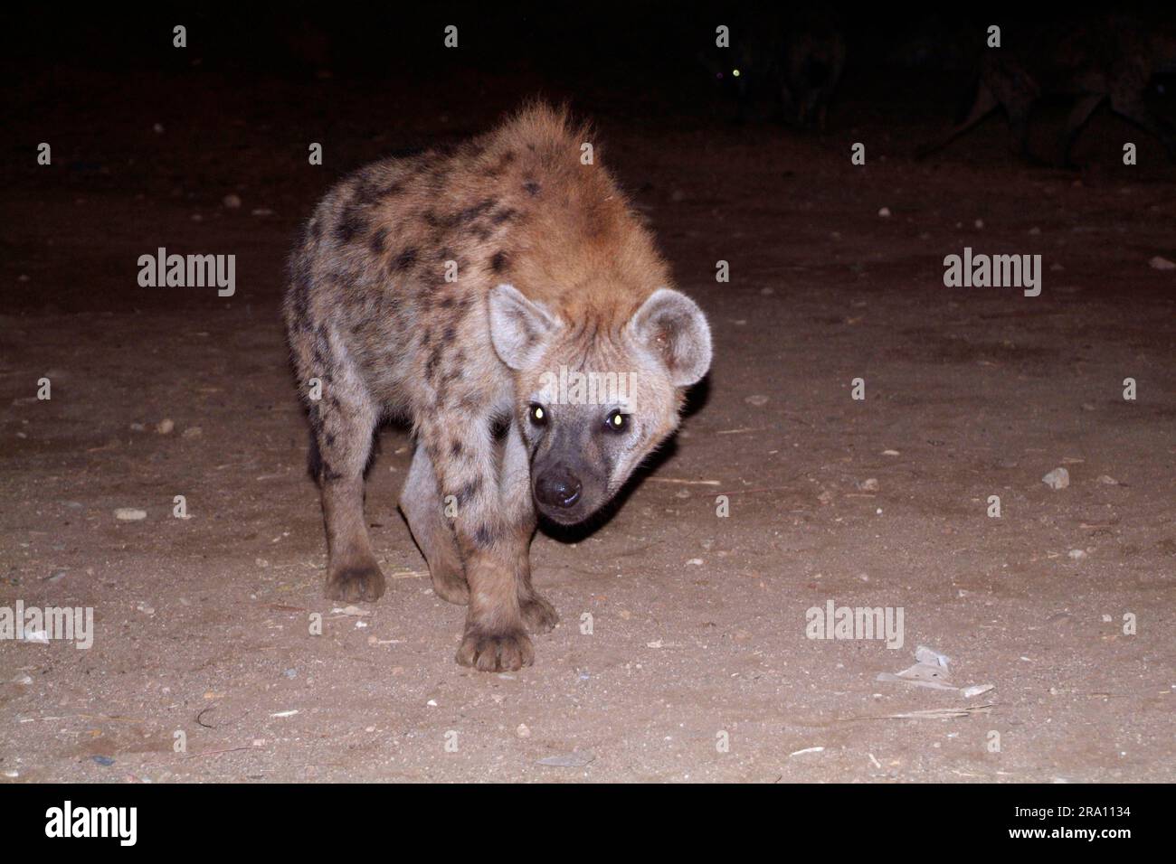 Spotted hyena at night, Harar, spotted hyena, Harrar, hyena, Ethiopia ...