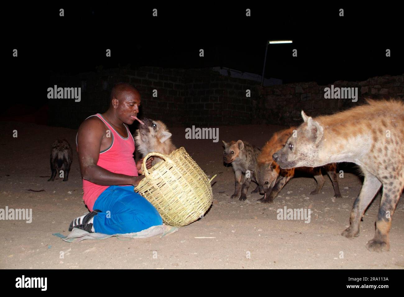Man feeding spotted hyenas at night, Harar, spotted hyena, Harrar ...