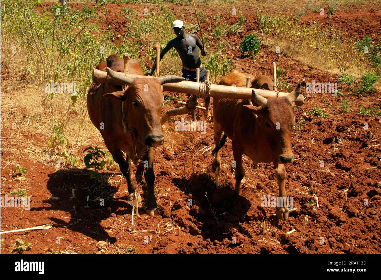 Ox plough hi-res stock photography and images - Alamy