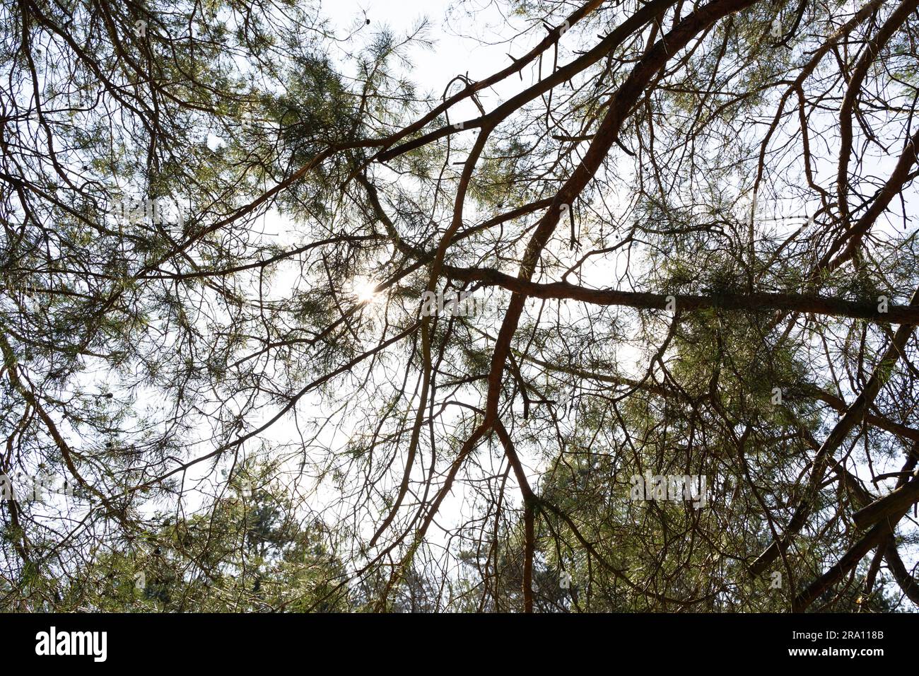 Crowns tall trees overhead in hi-res stock photography and images - Alamy