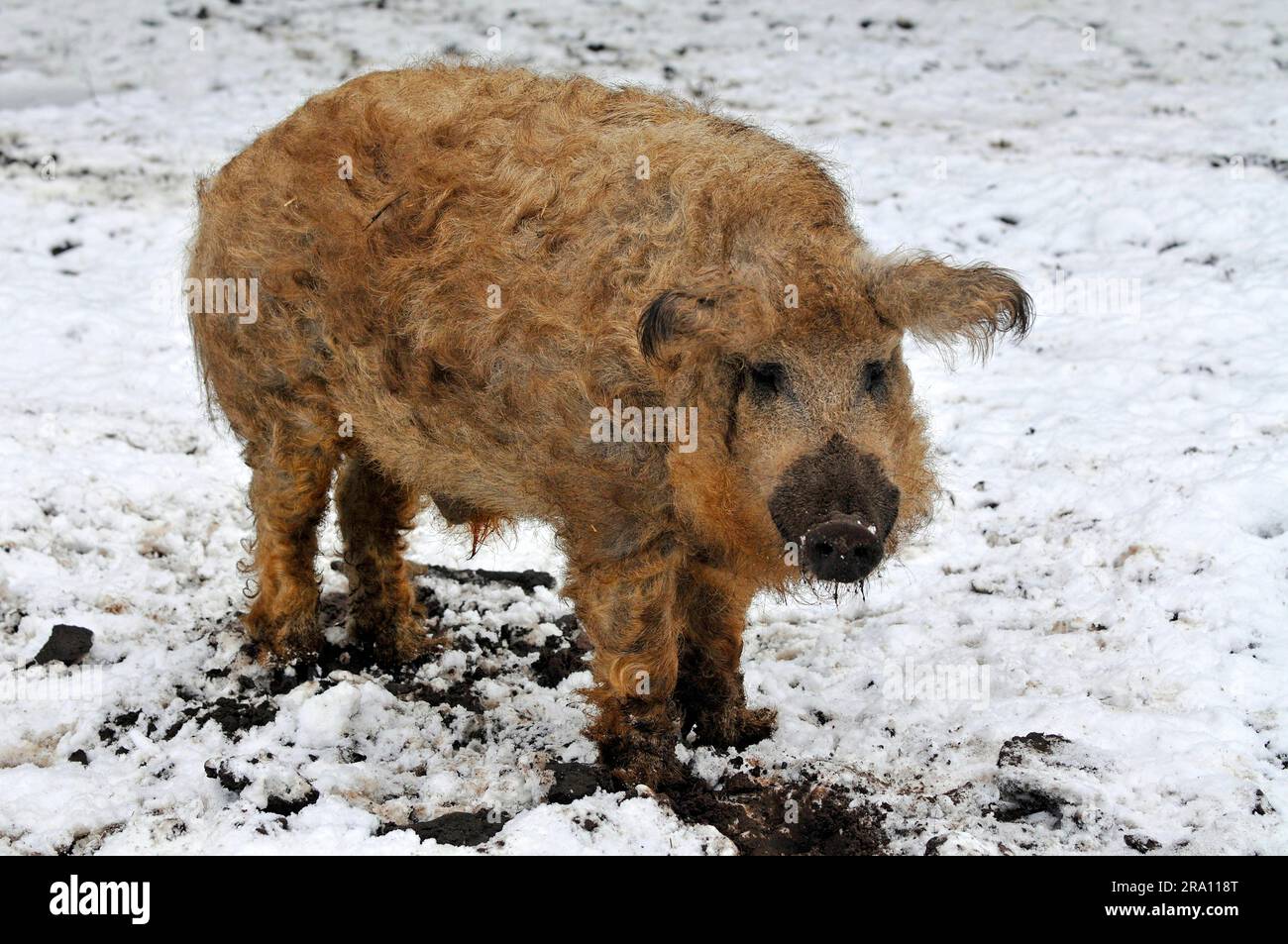Mangalitsa hi-res stock photography and images - Alamy