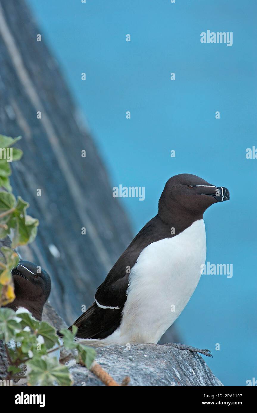 Scottish razorbill hi-res stock photography and images - Alamy