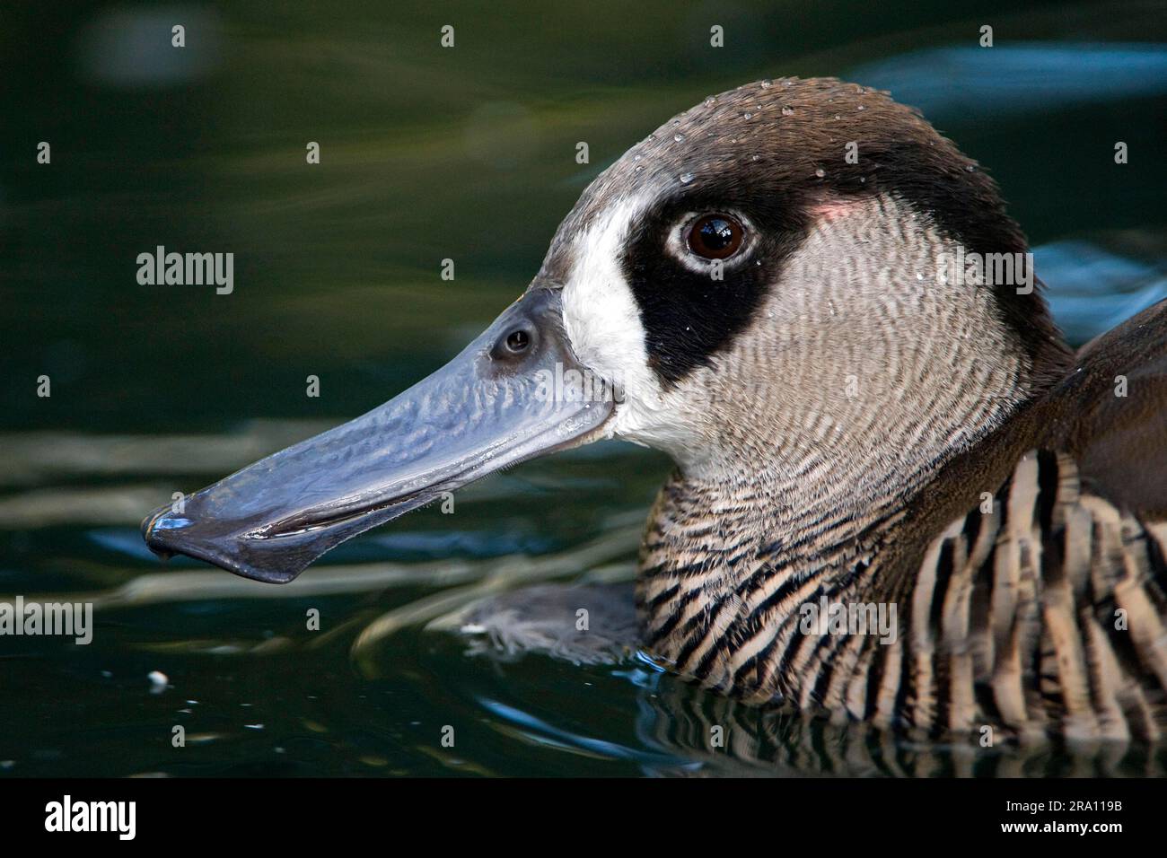 Pink-eared Duck (Malacorhynchus membranaceus), side Stock Photo - Alamy