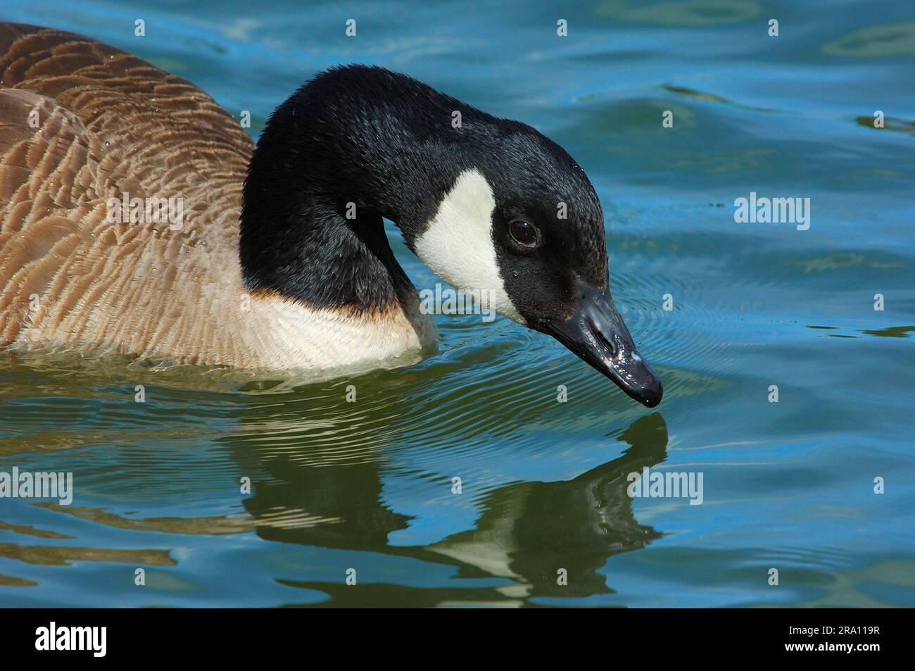 Scottish goose hi-res stock photography and images - Alamy