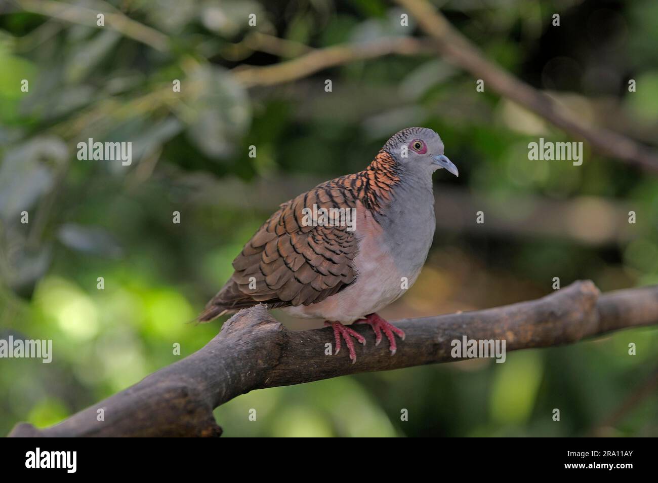 Bar-shouldered Dove (Geopelia humeralis), Queensland, Australia ...