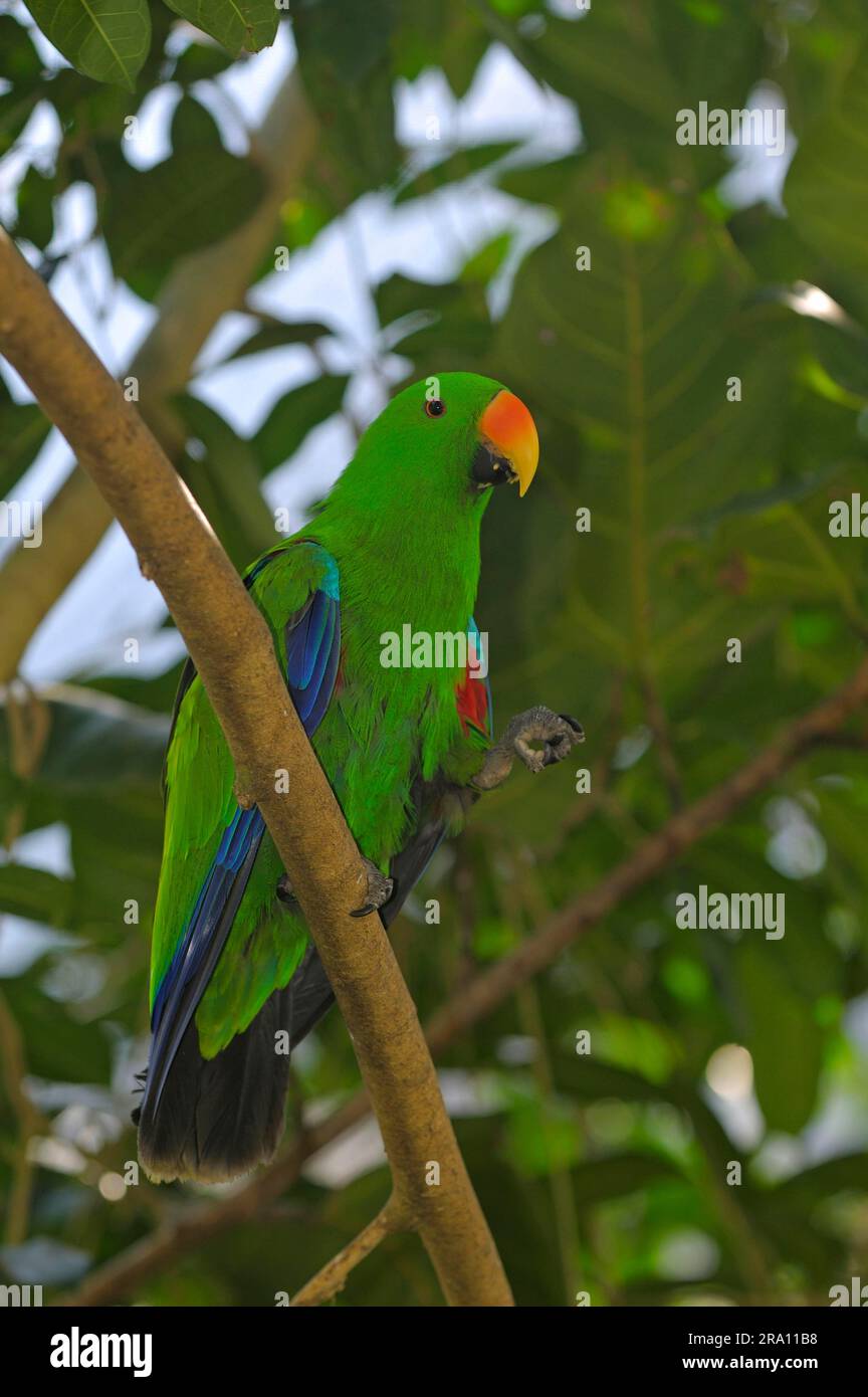 Australian eclectus parrot hi-res stock photography and images - Alamy