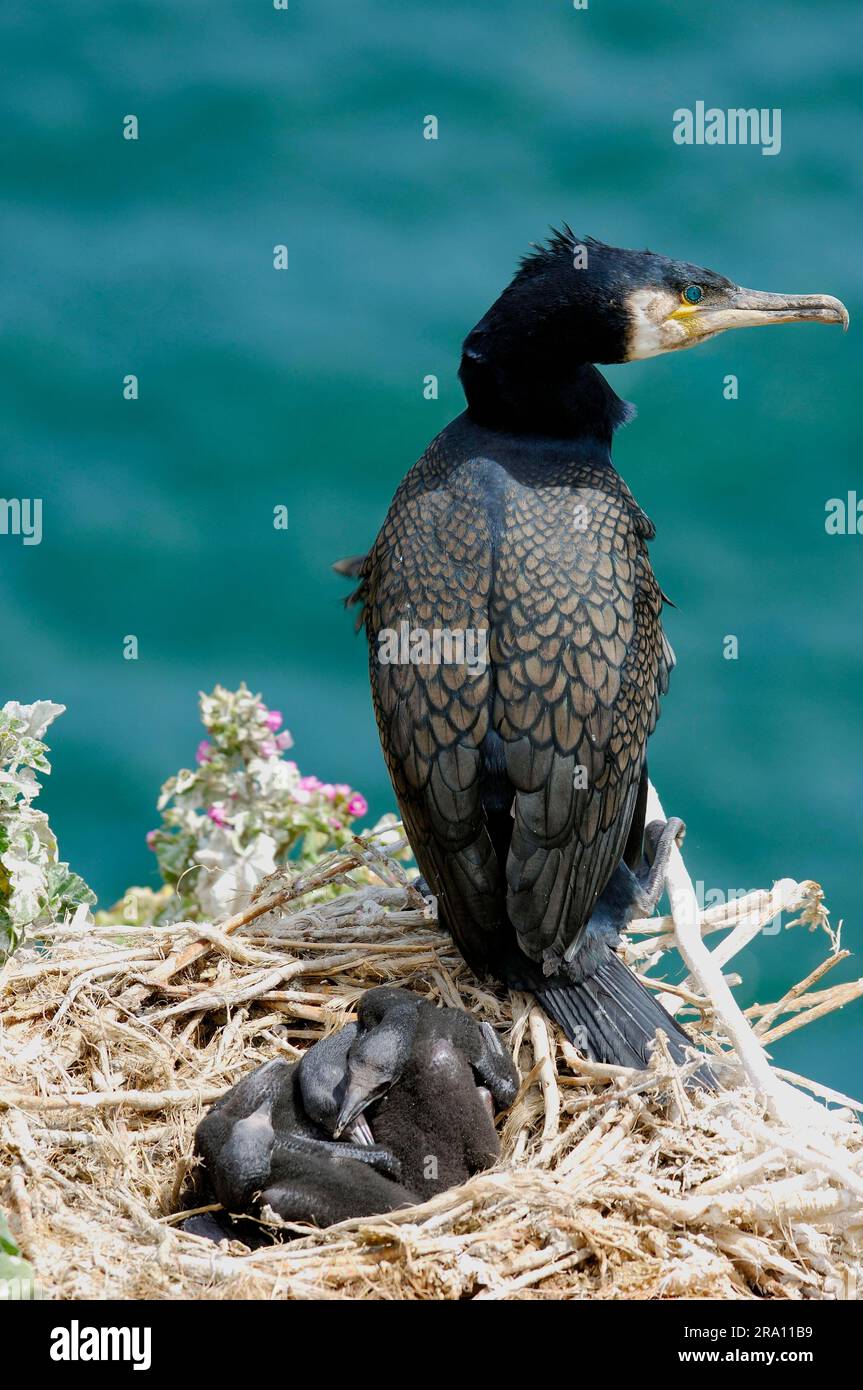 Great cormorant (Phalacrocorax carbo) at nest with chicks, Scotland ...