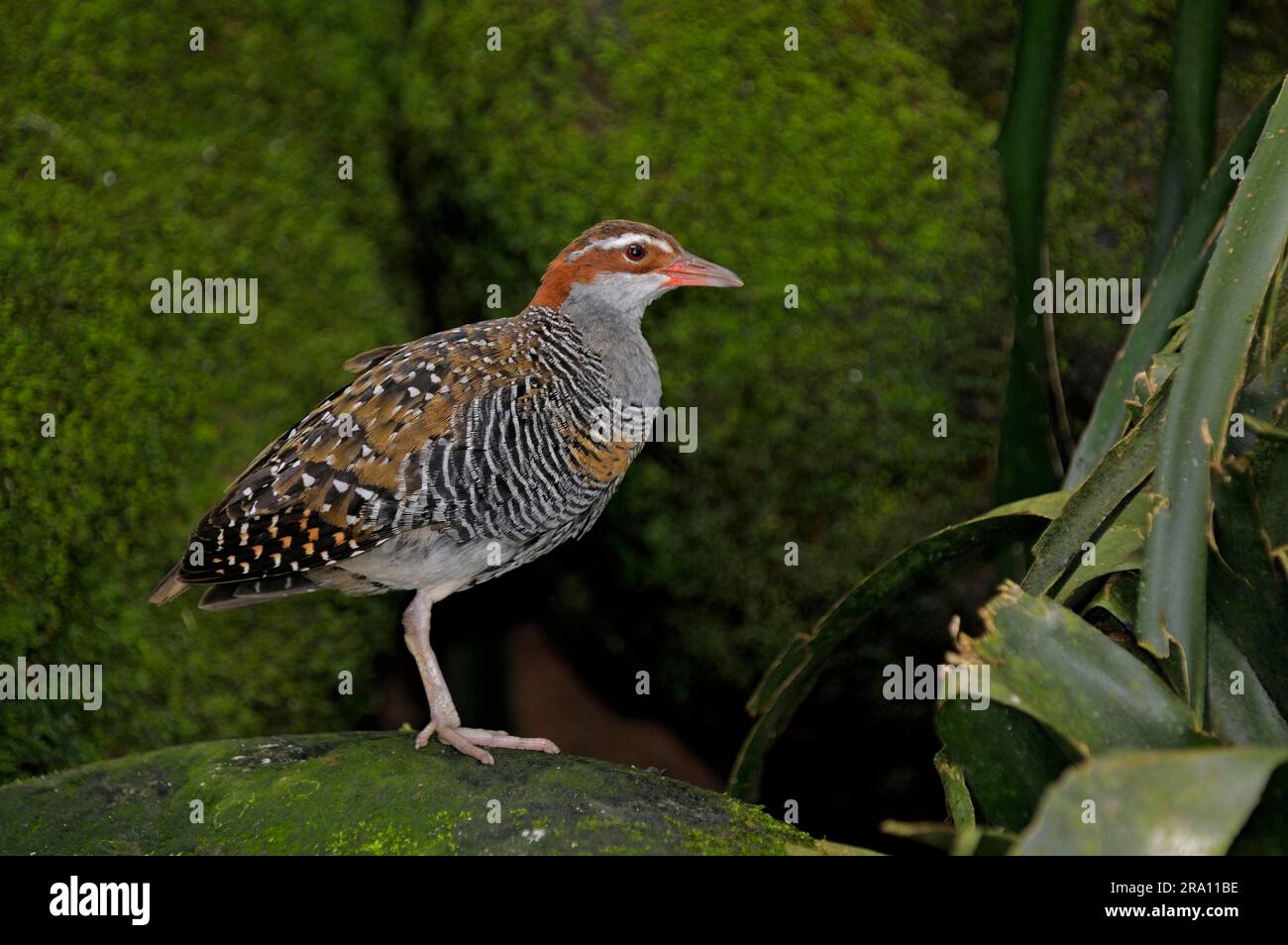 Buff banded rail (Gallirallus philippensis), Queensland, Australia ...