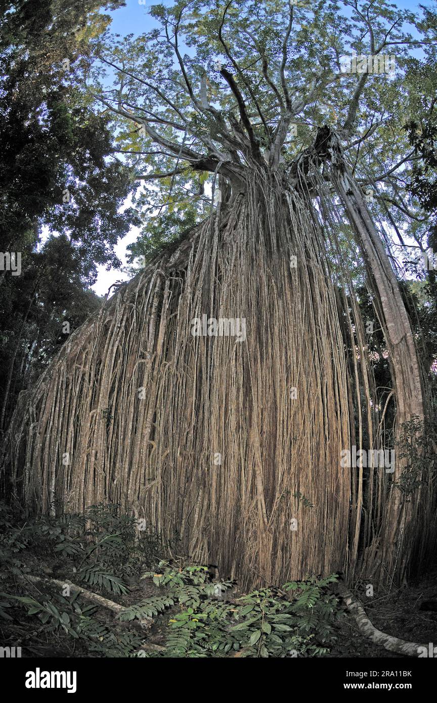 Curtain Fig Tree (Ficus macrophylla), Atherton Tablelands, Queensland ...