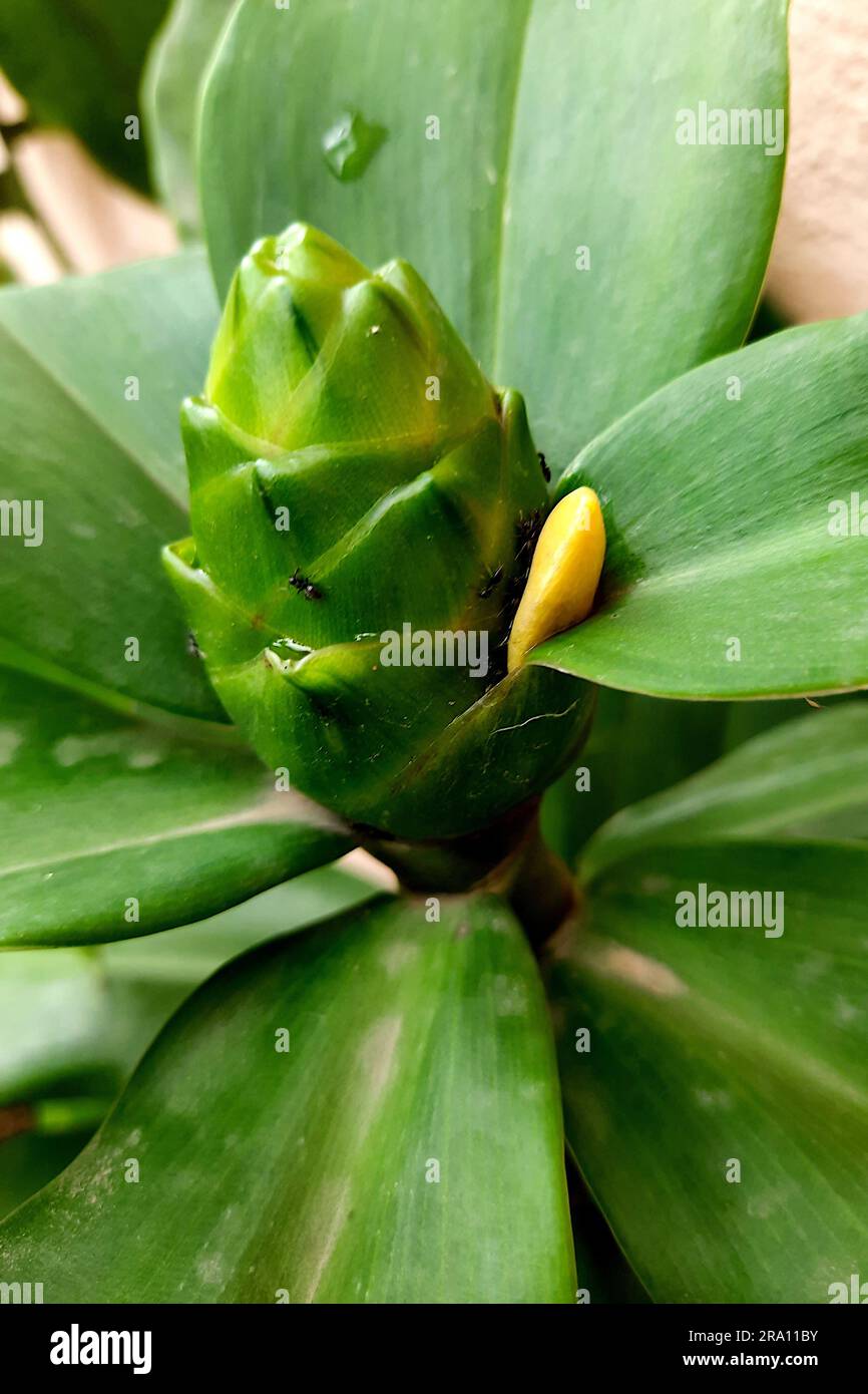 View of yellow bud and green leaves of ginger flower plant, also called ...