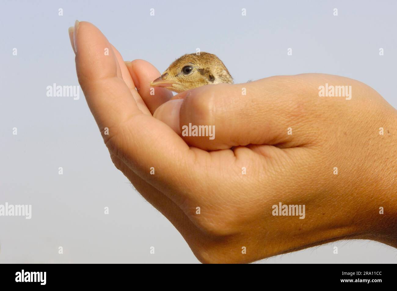 Red-legged Partridge (Alectoris rufa), chick in hand Stock Photo - Alamy