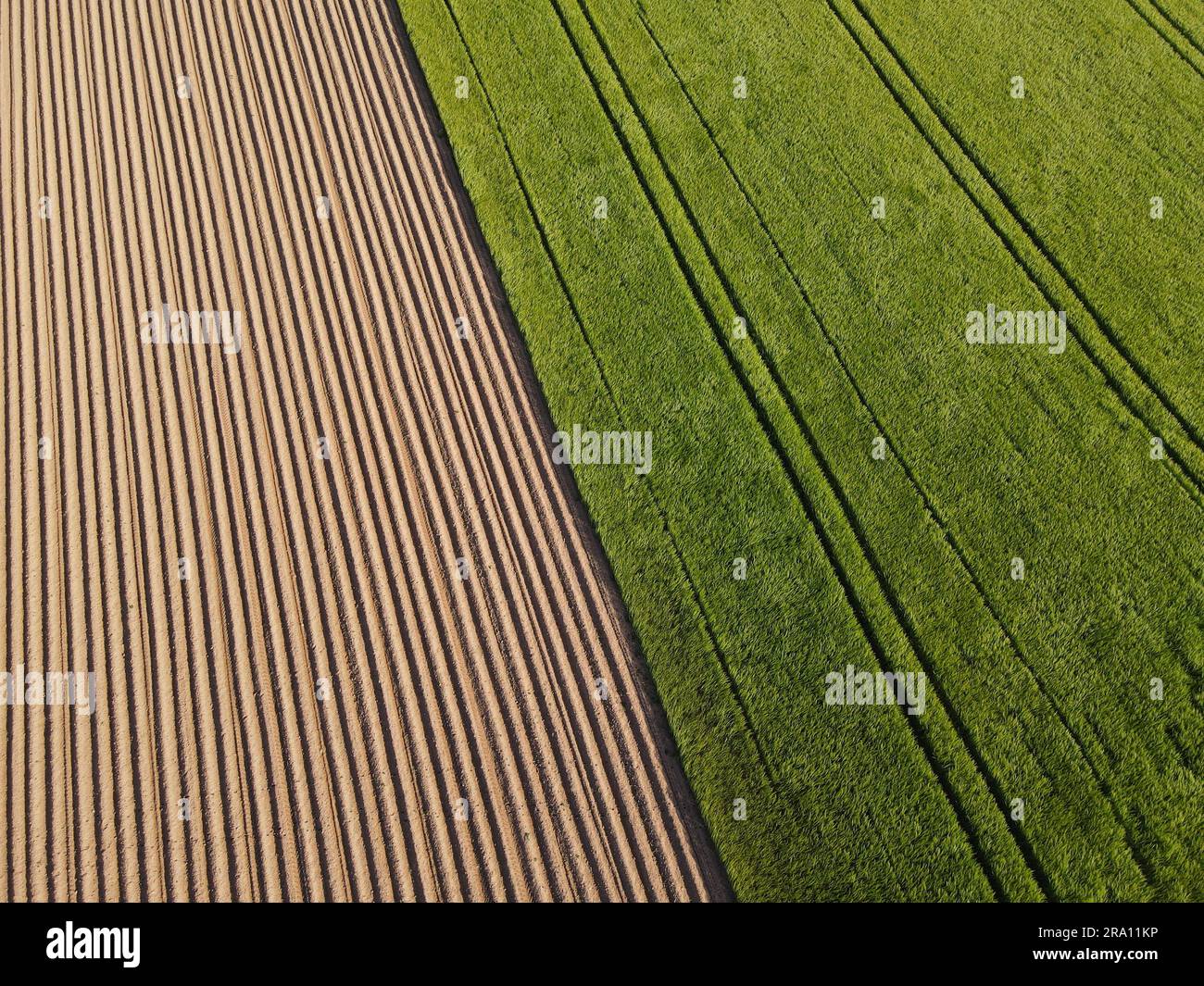 Top view wheat field crops hi-res stock photography and images - Alamy