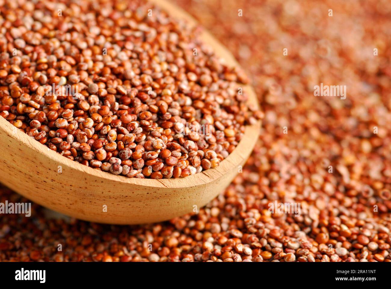 Quinoa (Chenopodium quinoa Stock Photo - Alamy