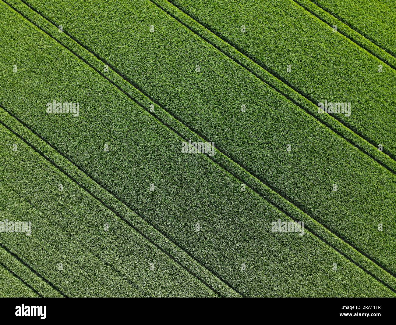 Green striped crop field from above in spring Stock Photo - Alamy